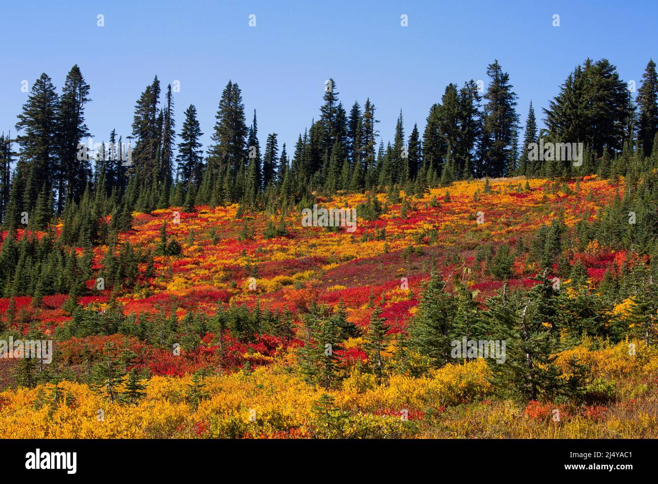 Stunning fall foliage at Mt. Rainier National Park in Washington state ...