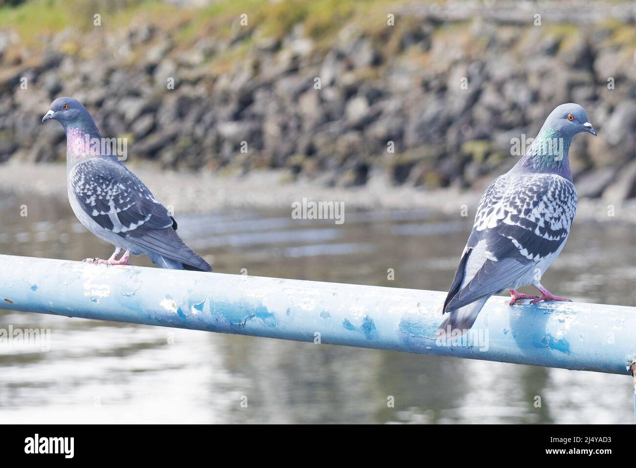 Two pigeons hi-res stock photography and images - Alamy