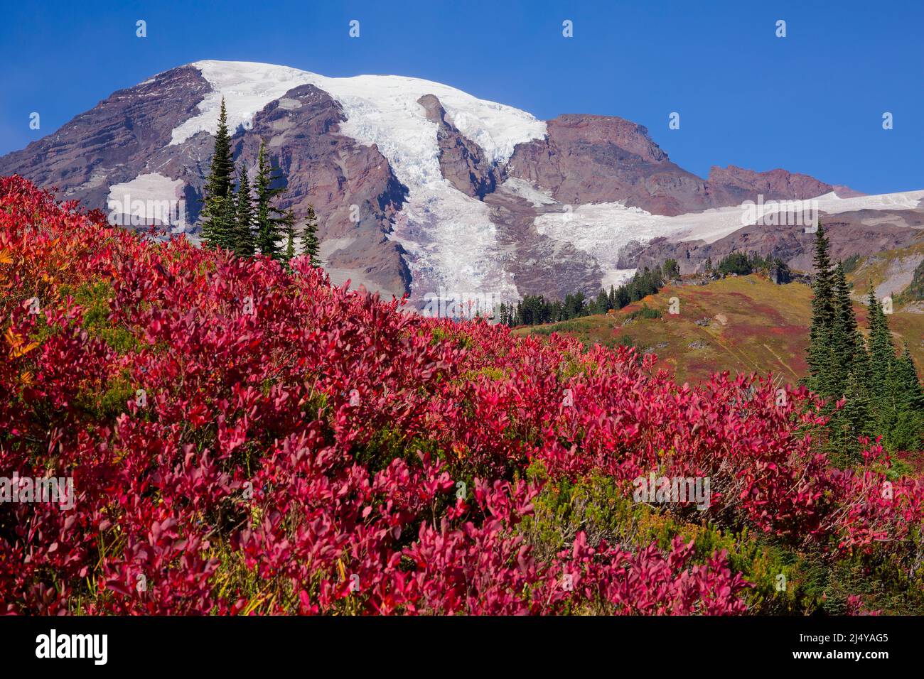 Stunning fall foliage at Mt. Rainier National Park in Washington state ...