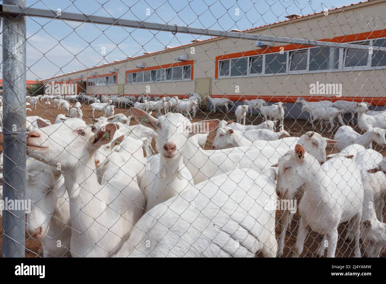 Goats on a goat farm. Industrial production of goat milk dairy products ...