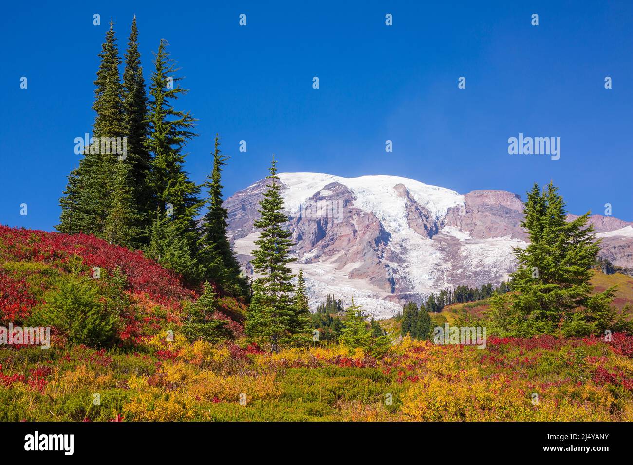 Stunning fall foliage at Mt. Rainier National Park in Washington state ...