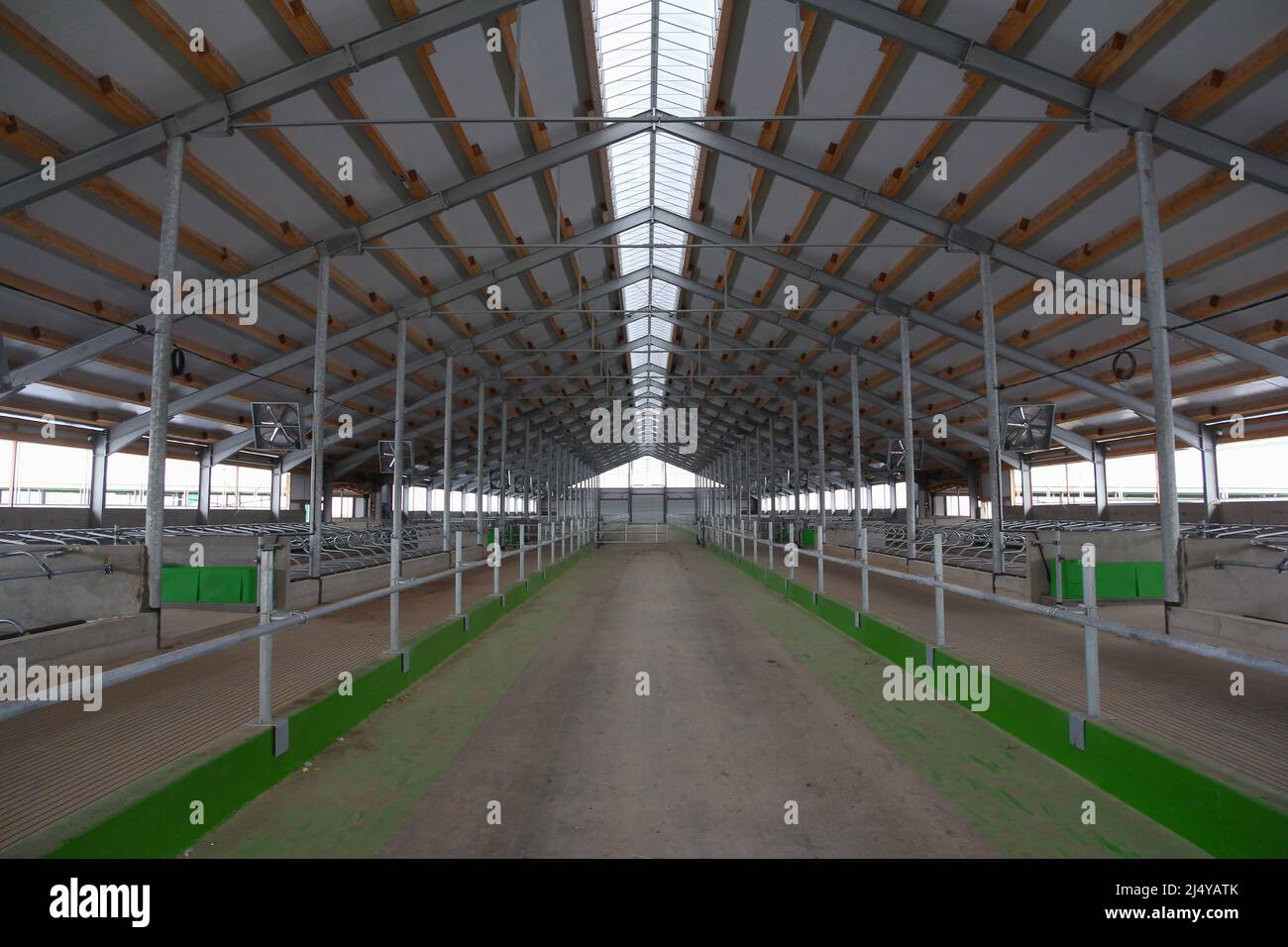 Construction of a large barn on the farm. Modern barn for dairy cows ...