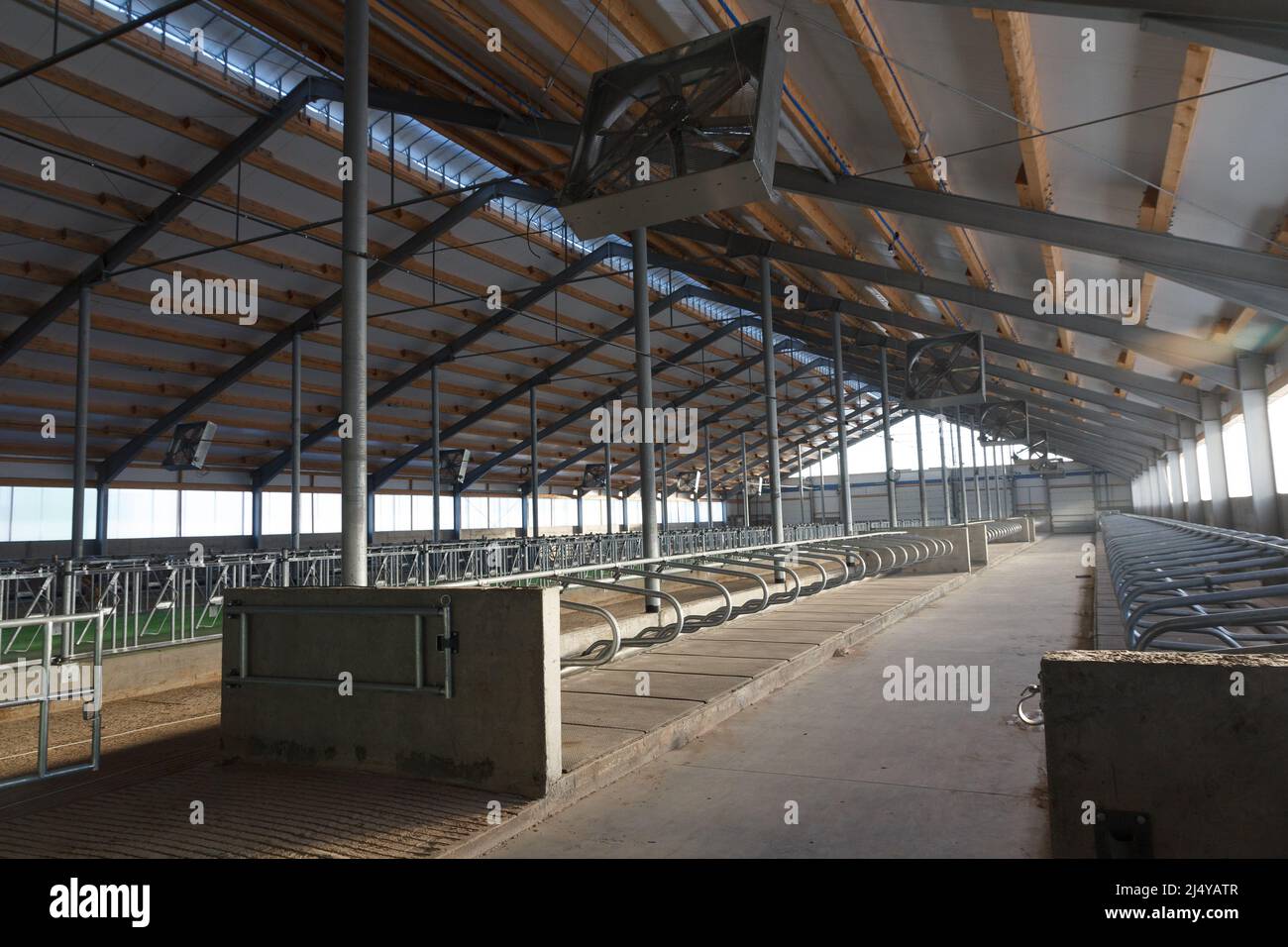 Construction of a large barn on the farm. Modern barn for dairy cows ...