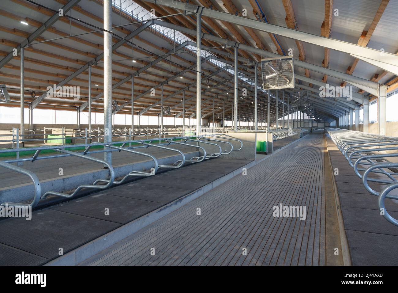 Construction of a large barn on the farm. Modern barn for dairy cows ...