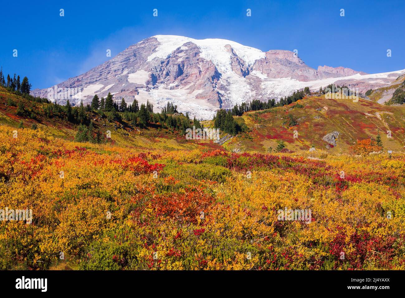Stunning fall foliage at Mt. Rainier National Park in Washington state ...