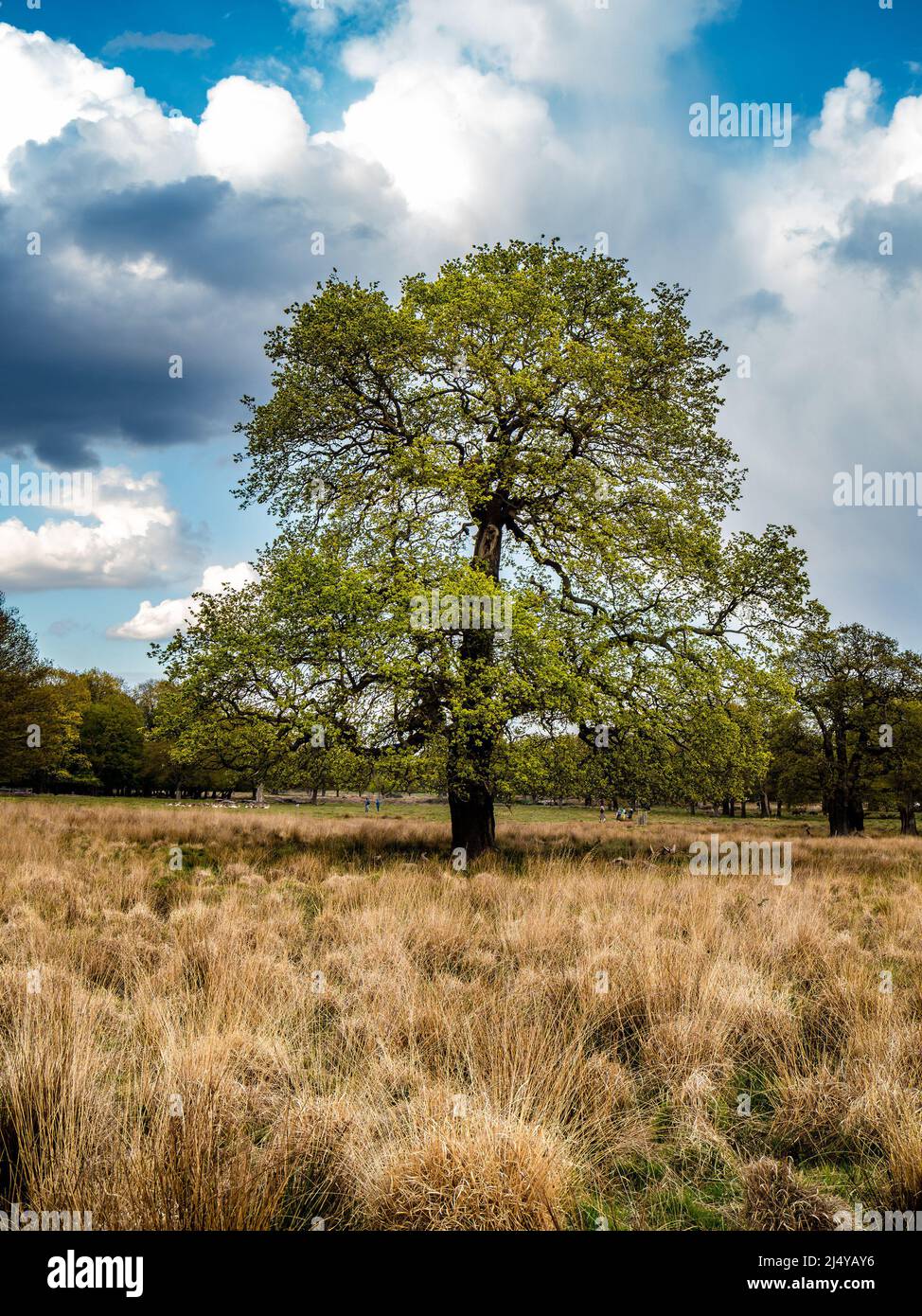 Landscape with a single tree outdoors in the Richmond Park in London ...
