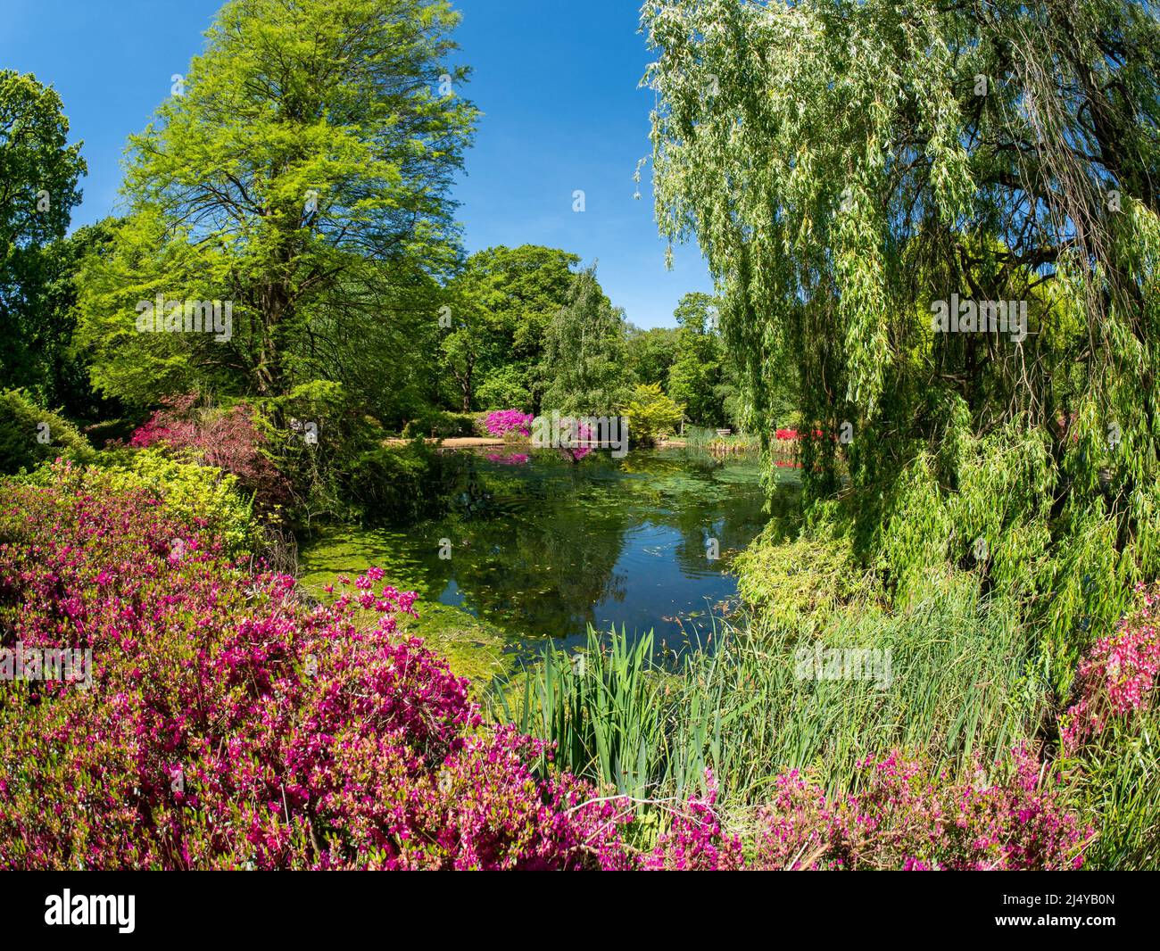 Beautiful Isabella Plantation garden in Richmond Park in the summer ...