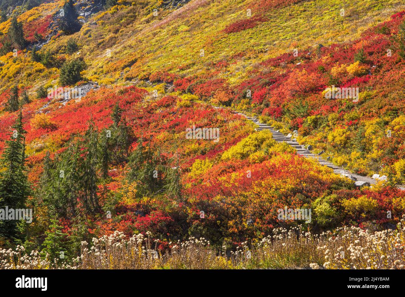 One of many hiking trails surrounded by stunning fall foliage at Mt ...