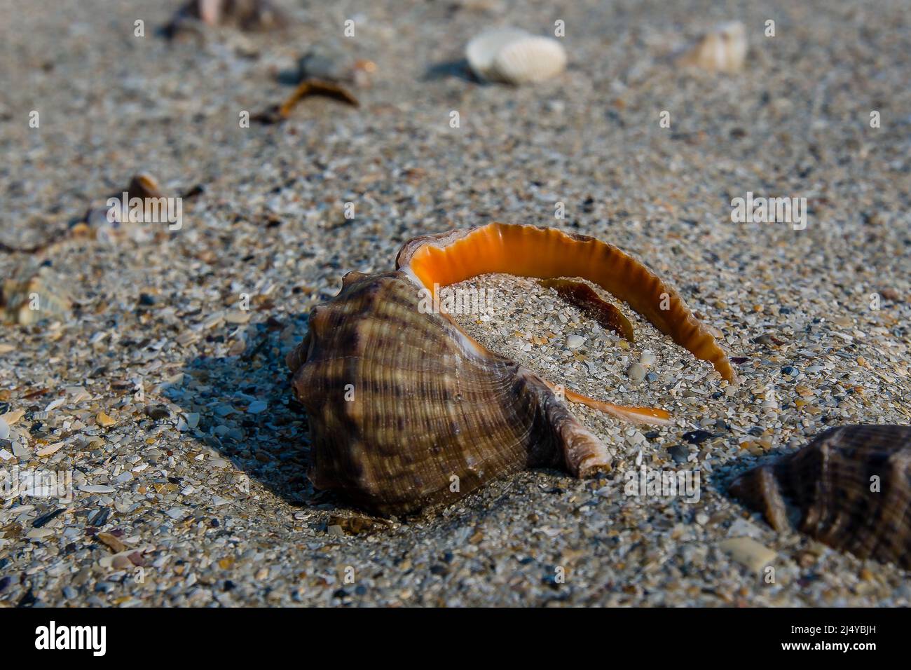 Detailed sea creature hi-res stock photography and images - Alamy