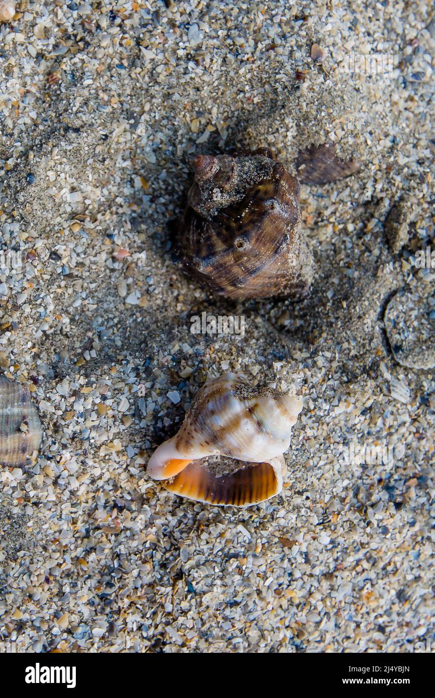 Sea shell in the sand - detailed closeup view Stock Photo - Alamy