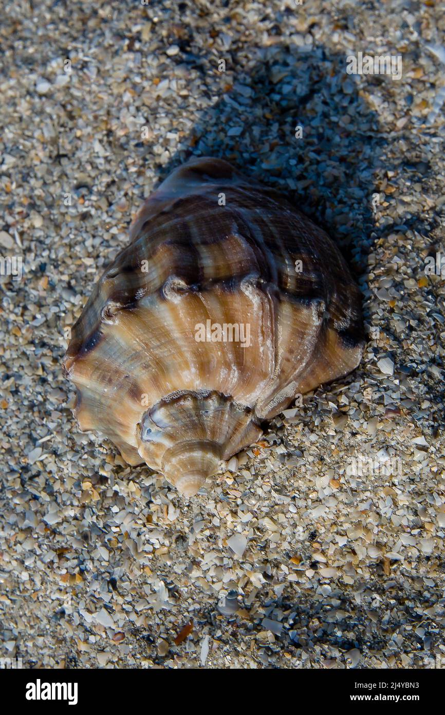 Sand detailed hi-res stock photography and images - Alamy