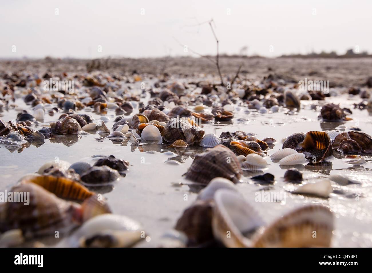 Lots of seashells on an empty beach washed by the sea waves Stock Photo ...