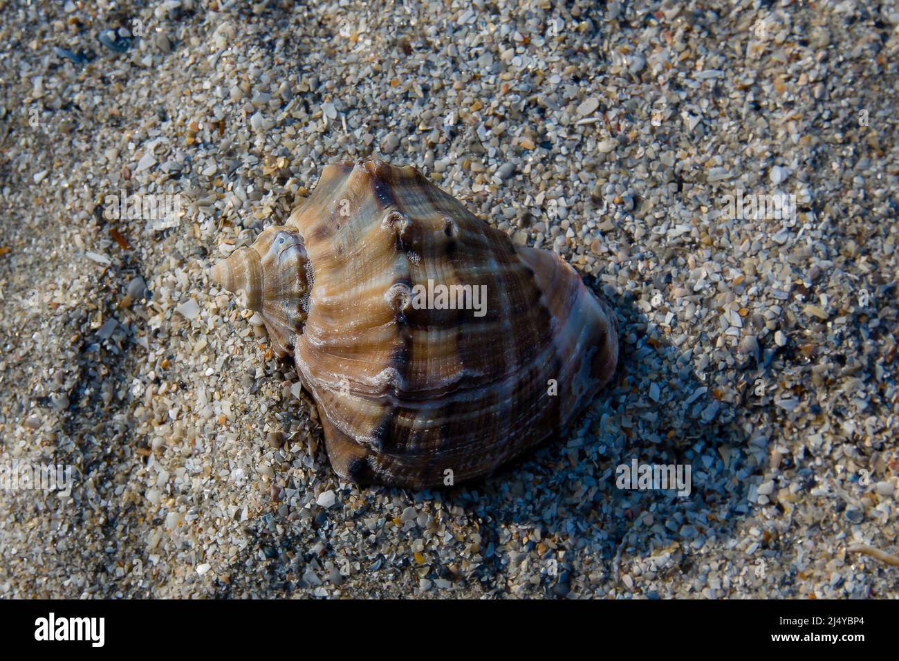 Sea shell in the sand - detailed closeup view Stock Photo - Alamy
