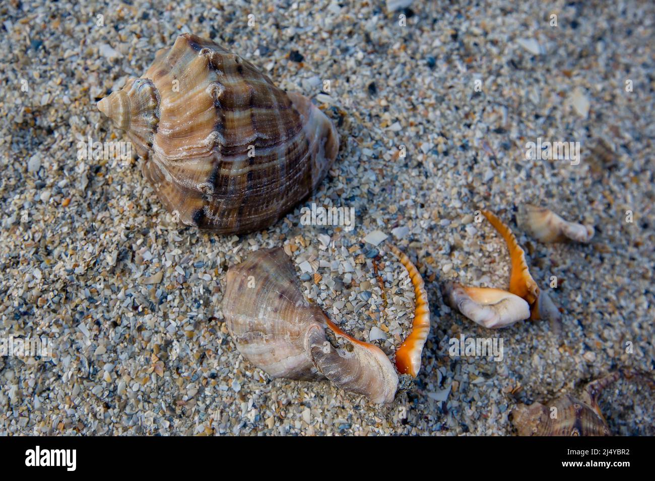 Sea shell in the sand - detailed closeup view Stock Photo - Alamy