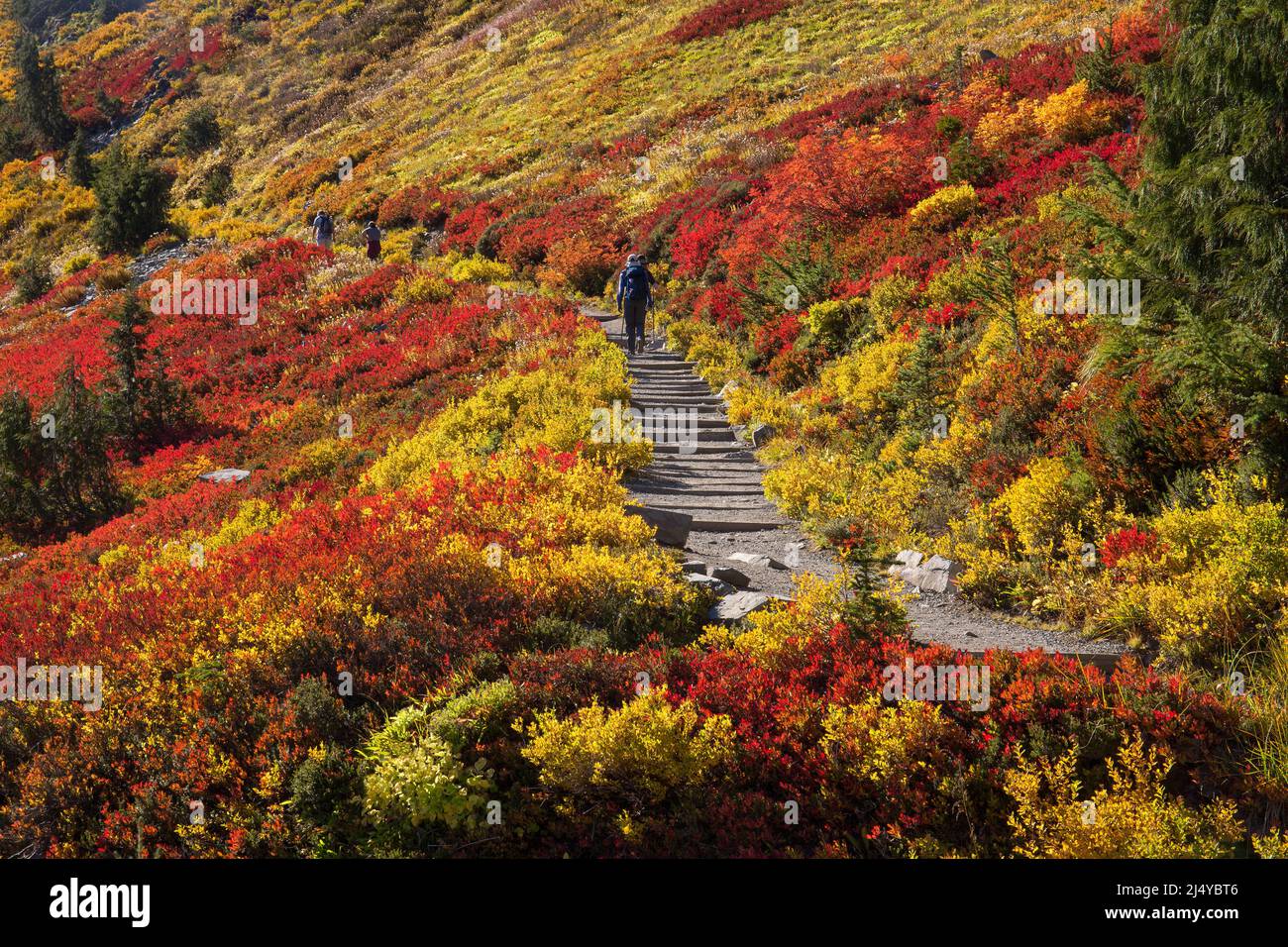 Hikers ascend a trail surrounded by vibrant, lush, colorful fall ...
