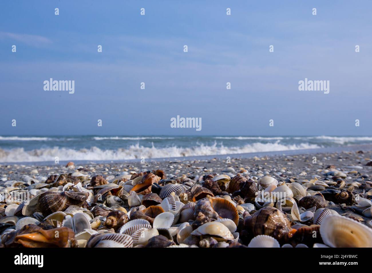 Lots of seashells on an empty beach washed by the sea waves Stock Photo ...