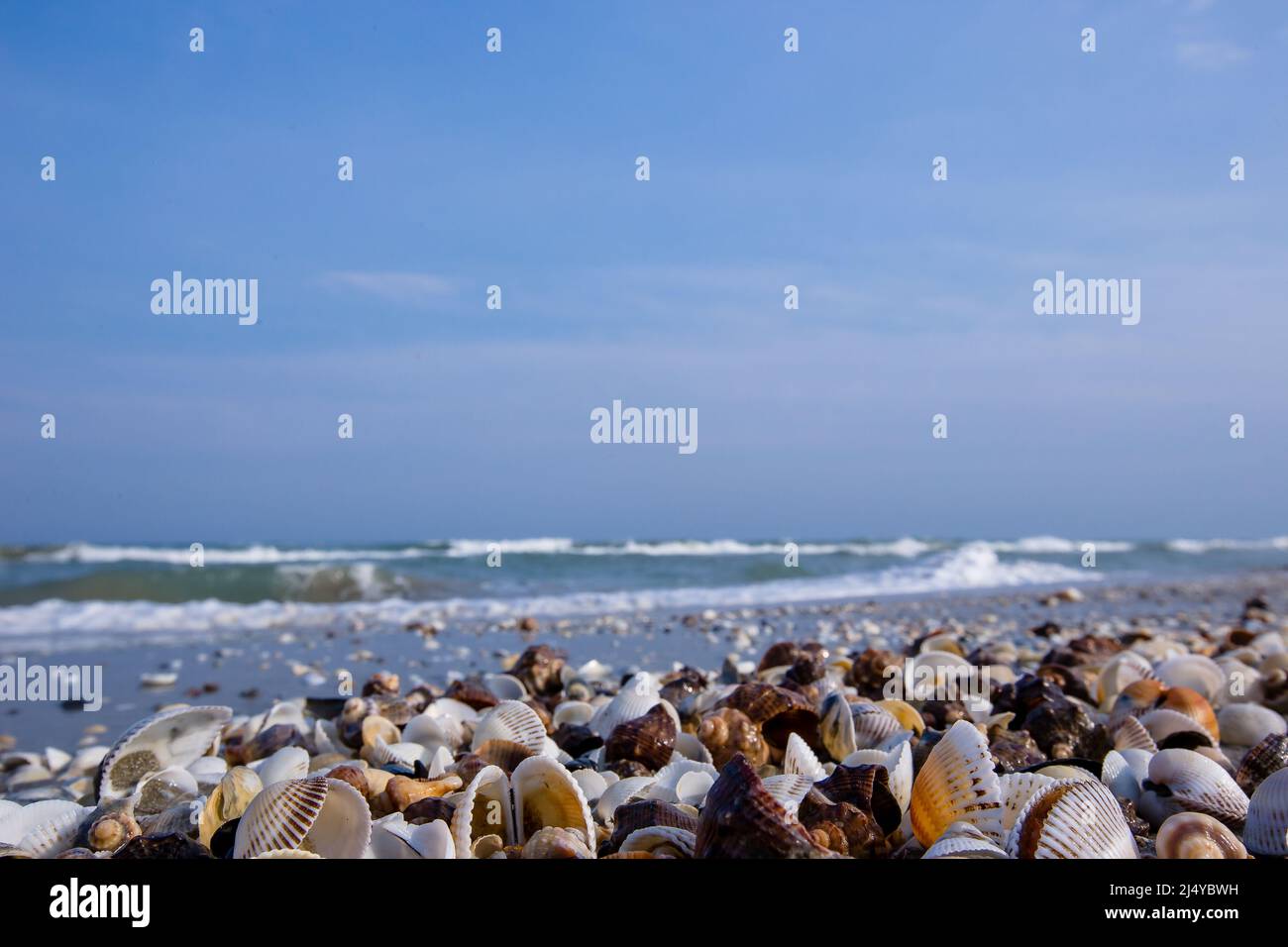 Lots of seashells on an empty beach washed by the sea waves Stock Photo ...