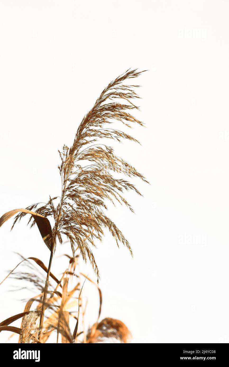 Neutral colors hi-res stock photography and images - Alamy