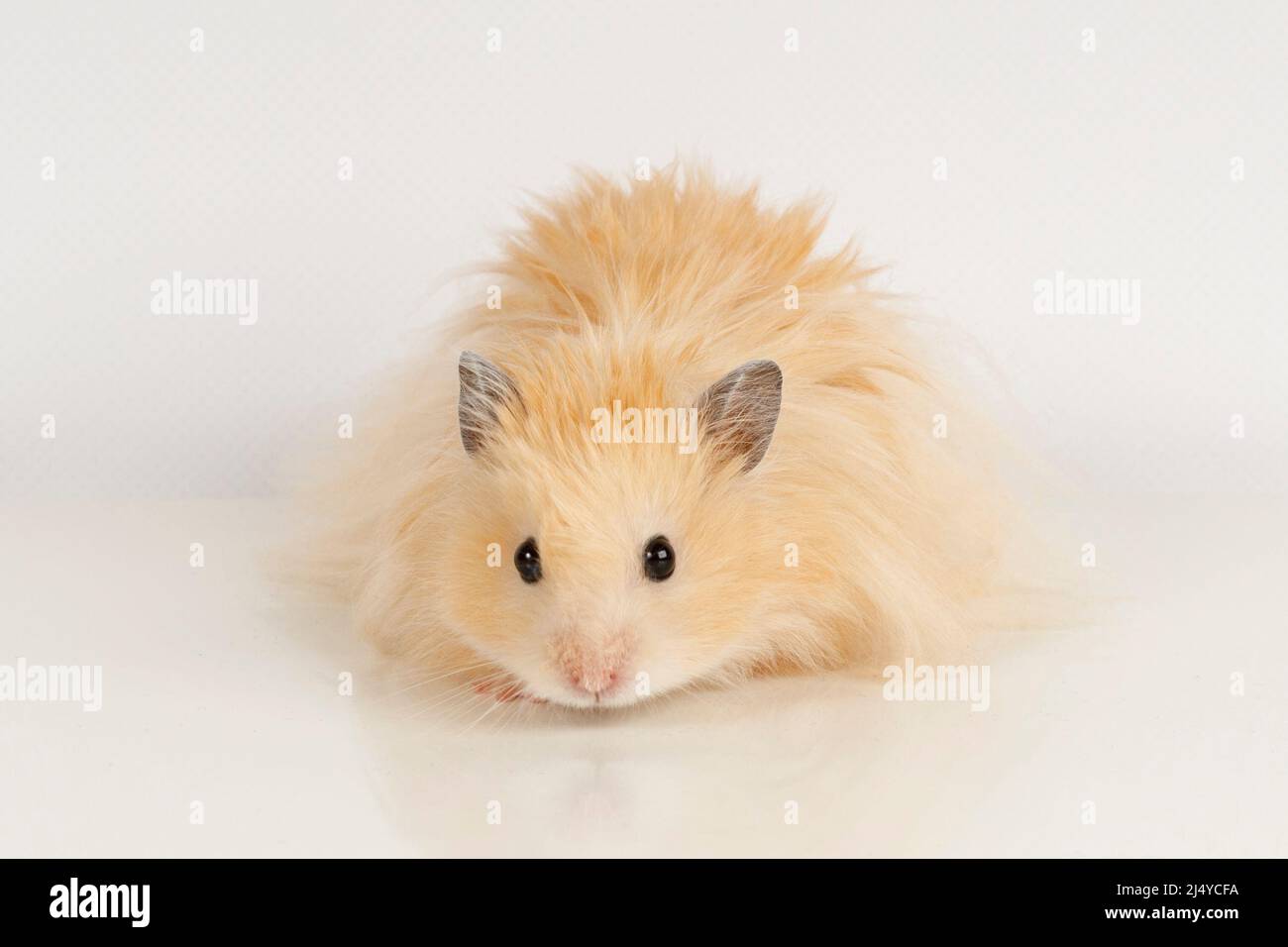 fluffy Syrian hamster on a light background. High quality photo Stock ...