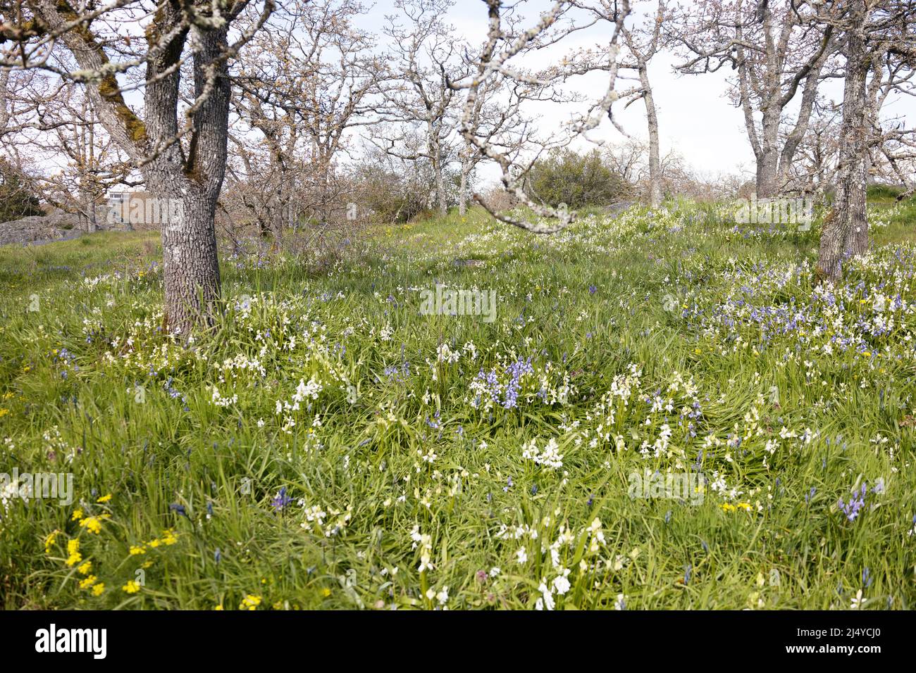 Bc wildflowers hi-res stock photography and images - Alamy