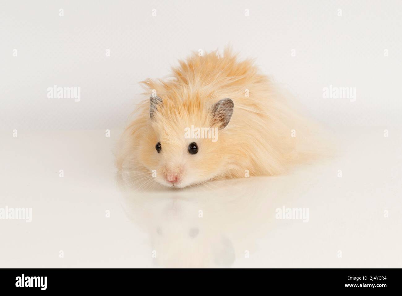 fluffy Syrian hamster on a light background. High quality photo Stock ...