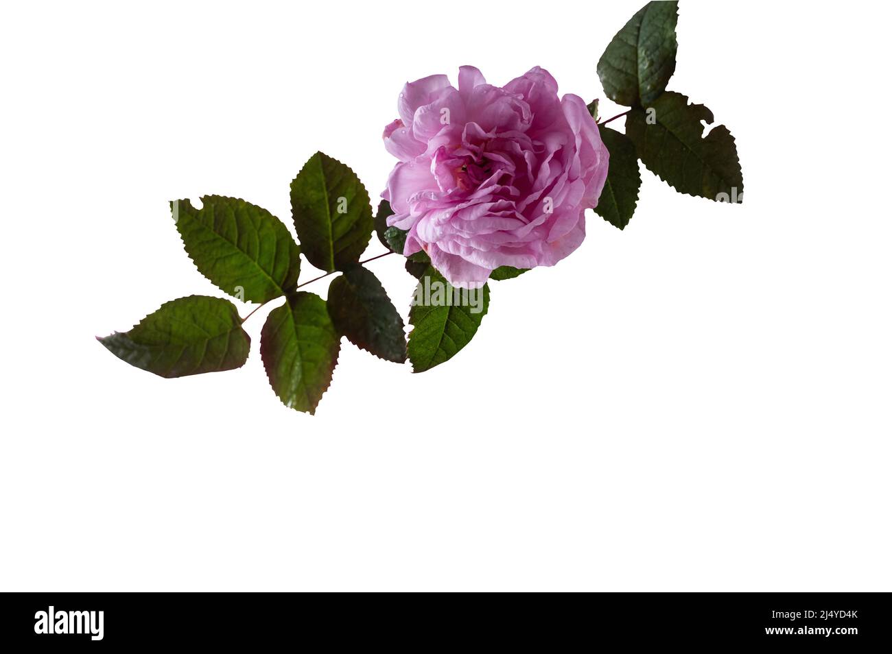 Bush rose isolate. wild rose isolate. Rose and leaves on a white ...