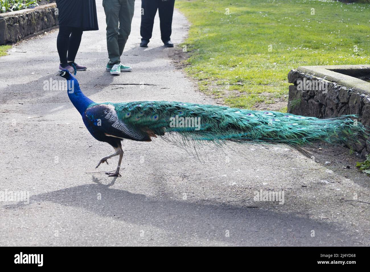 People watching a peacock cross a sidewalk in Beacon Hill Park in ...