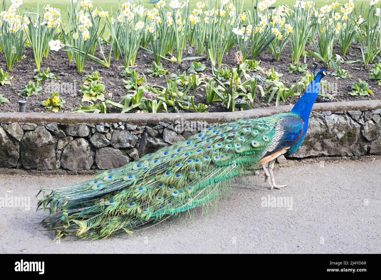 A peacock in Beacon Hill Park in Victoria, BC, Canada Stock Photo - Alamy