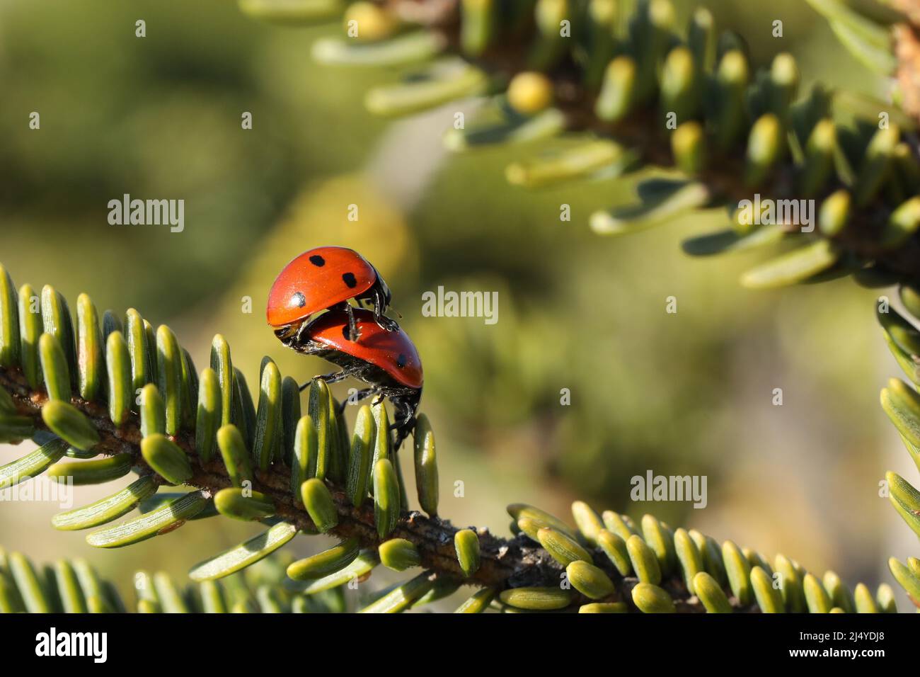 Ladybugs outdoor hi-res stock photography and images - Alamy