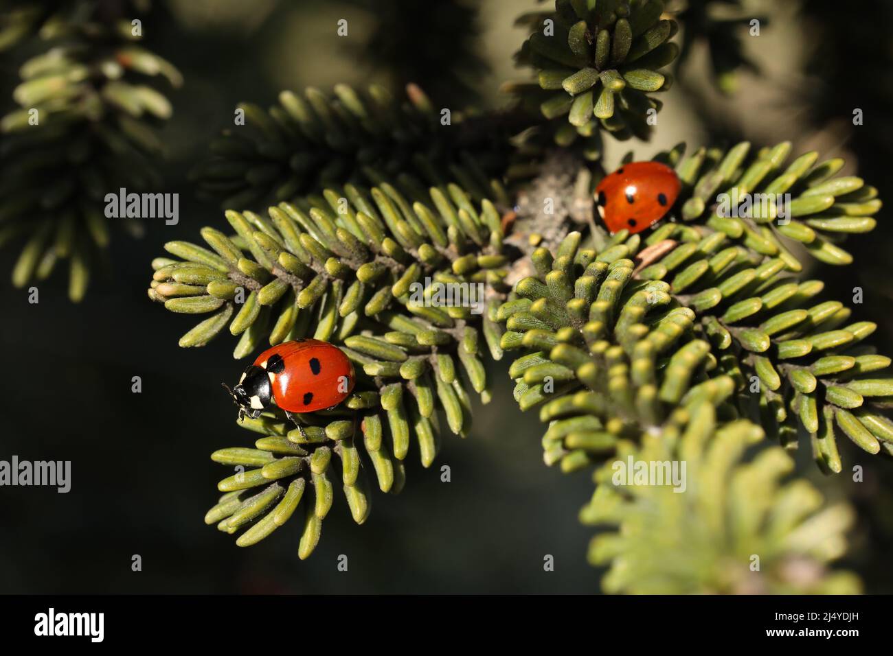 Garden ladybugs hi-res stock photography and images - Alamy