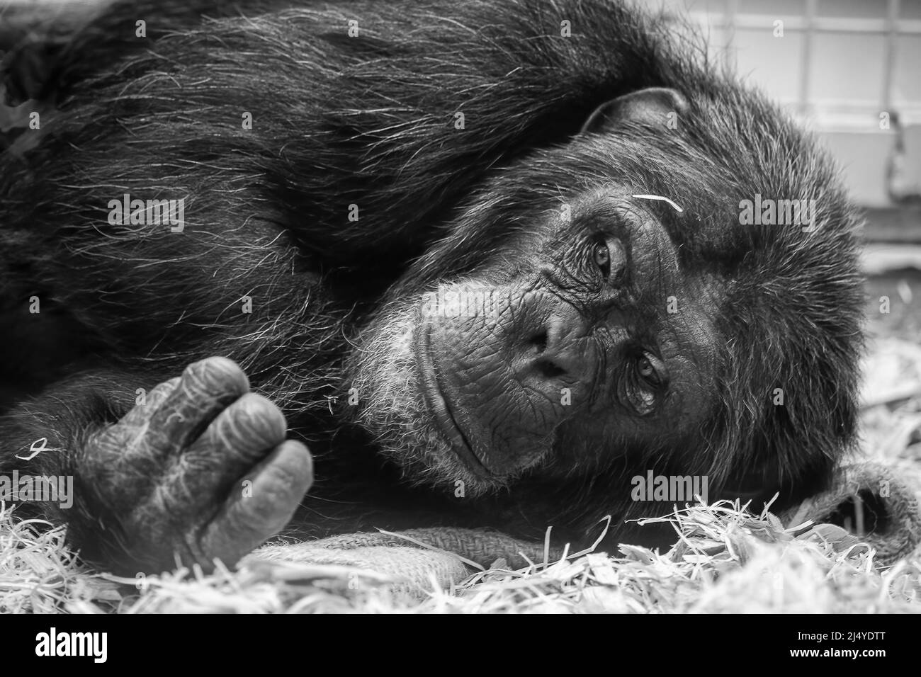 Monochrome closeup portrait of a chimp laying down Stock Photo - Alamy