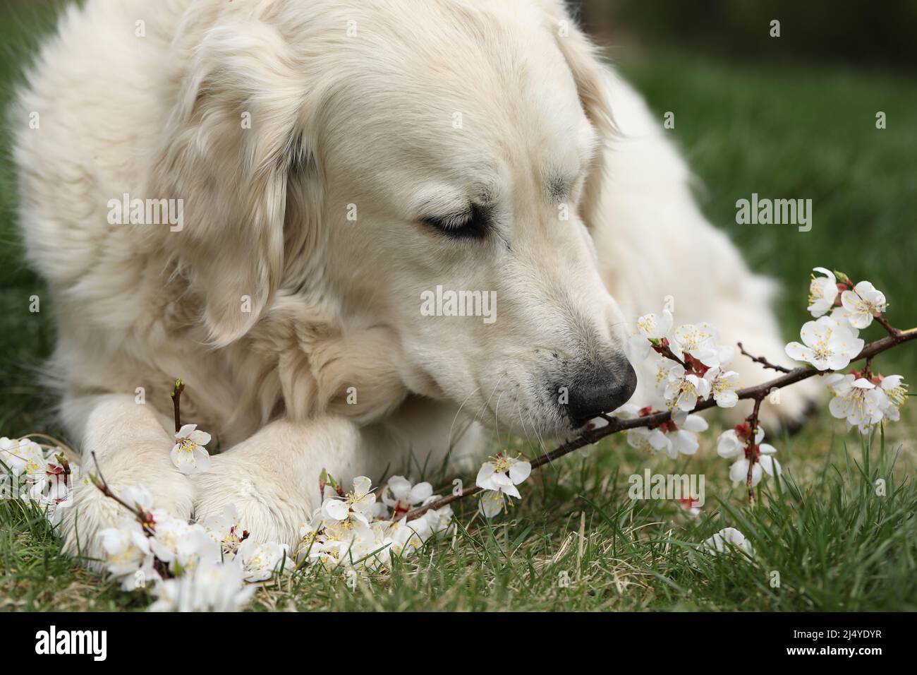 beautiful golden retriever playing outdoor Stock Photo - Alamy