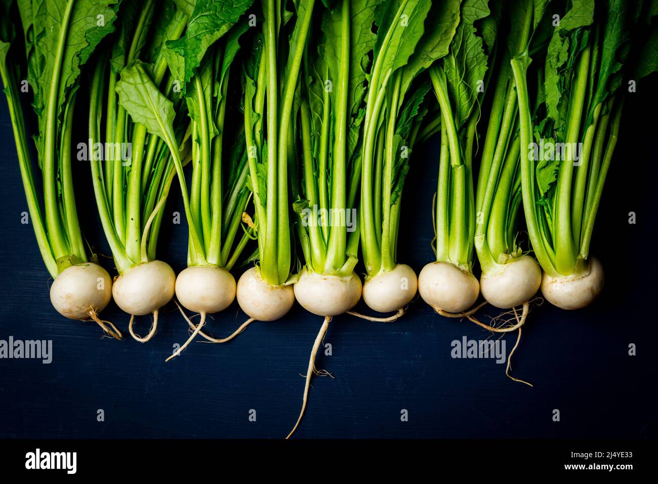 Large round radish hi-res stock photography and images - Alamy