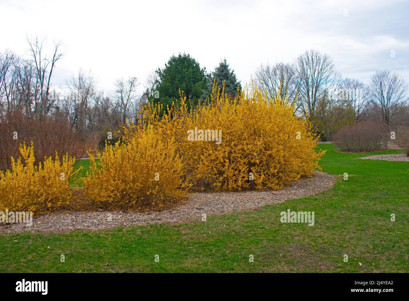 A row of yellow and orange forsythia bushes decorate a green lawn, on a ...