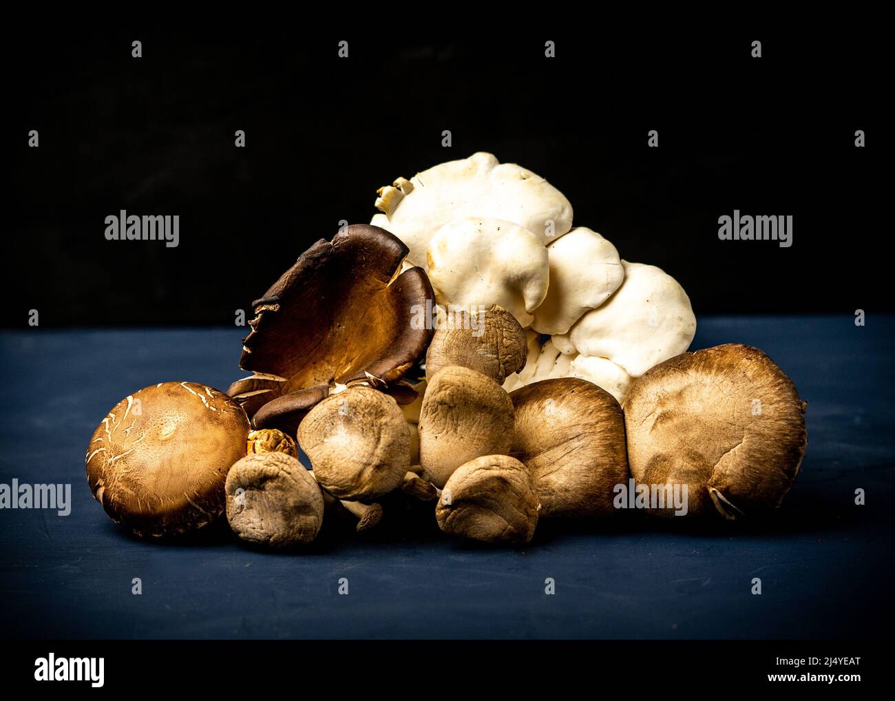 Dark brown fungi hi-res stock photography and images - Alamy