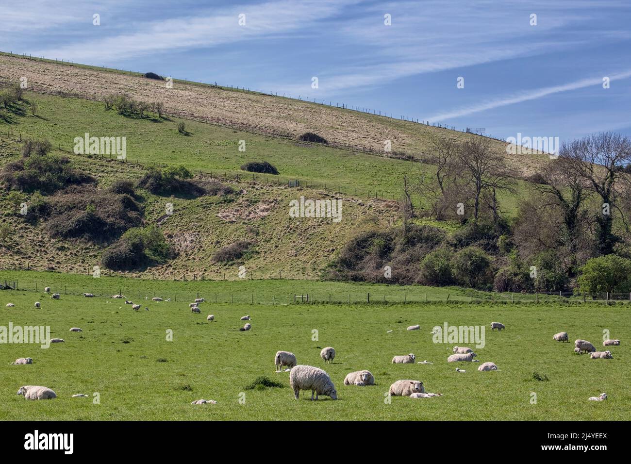 South Downs pastures Stock Photo - Alamy