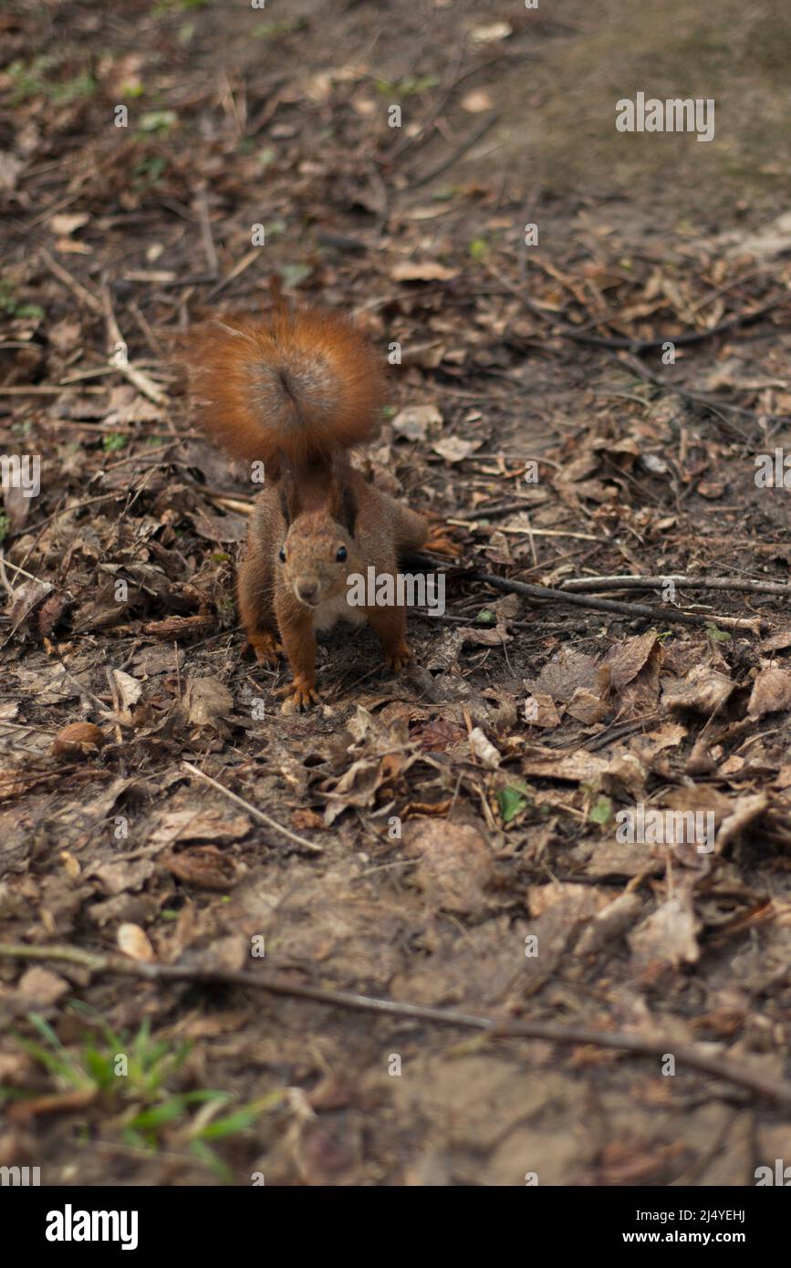 Sring park hi-res stock photography and images - Alamy