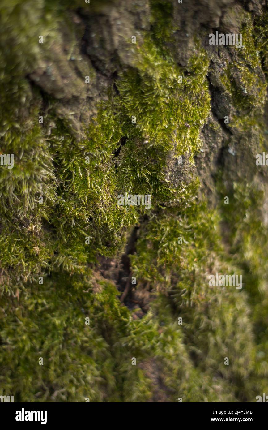 Sring park hi-res stock photography and images - Alamy