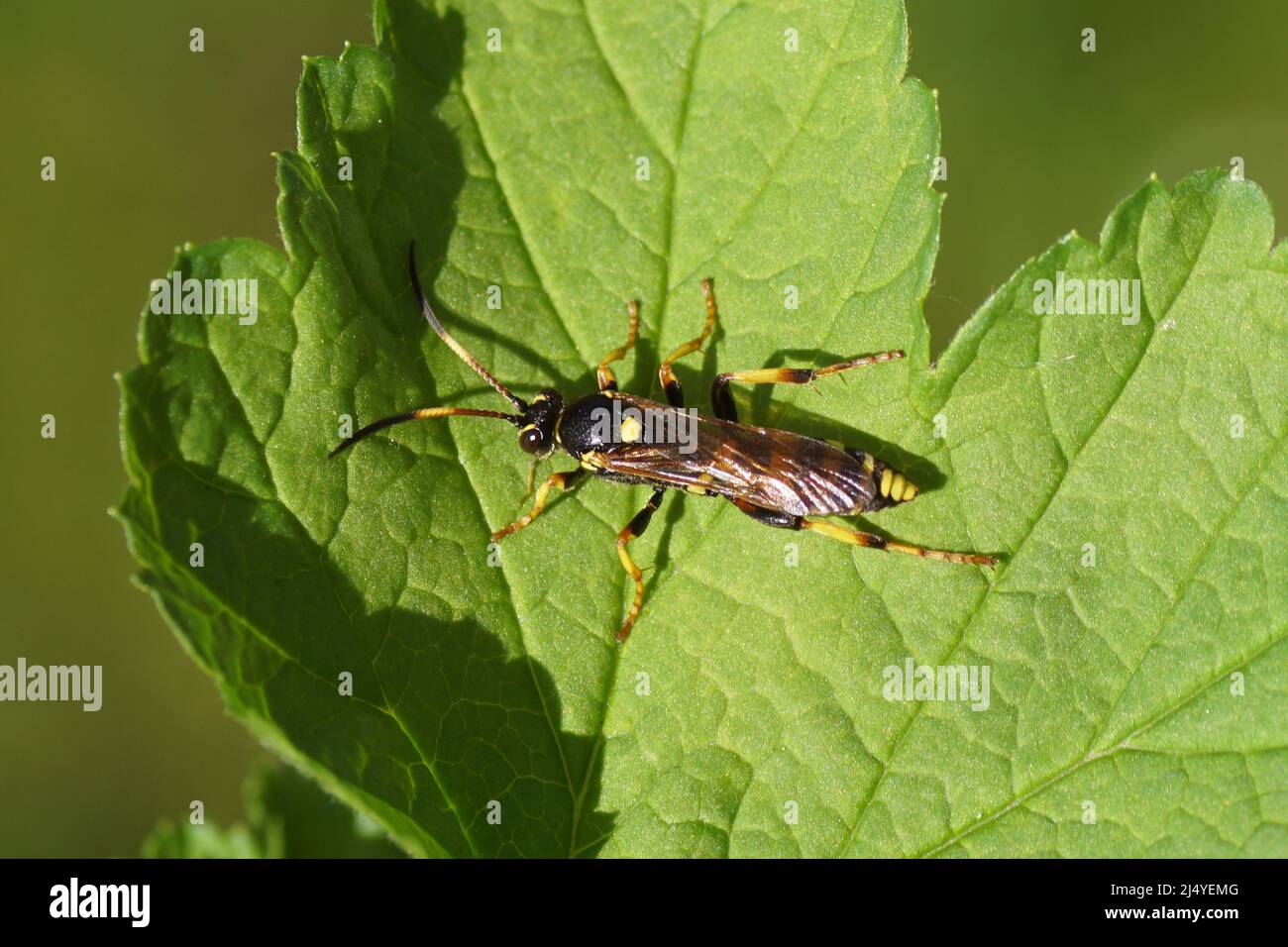 Close up female parasitic wasp Ichneumon xanthorius family ichneumon ...