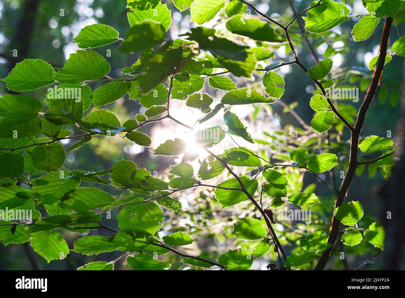 Wildlife leaves branch forest hi-res stock photography and images - Alamy