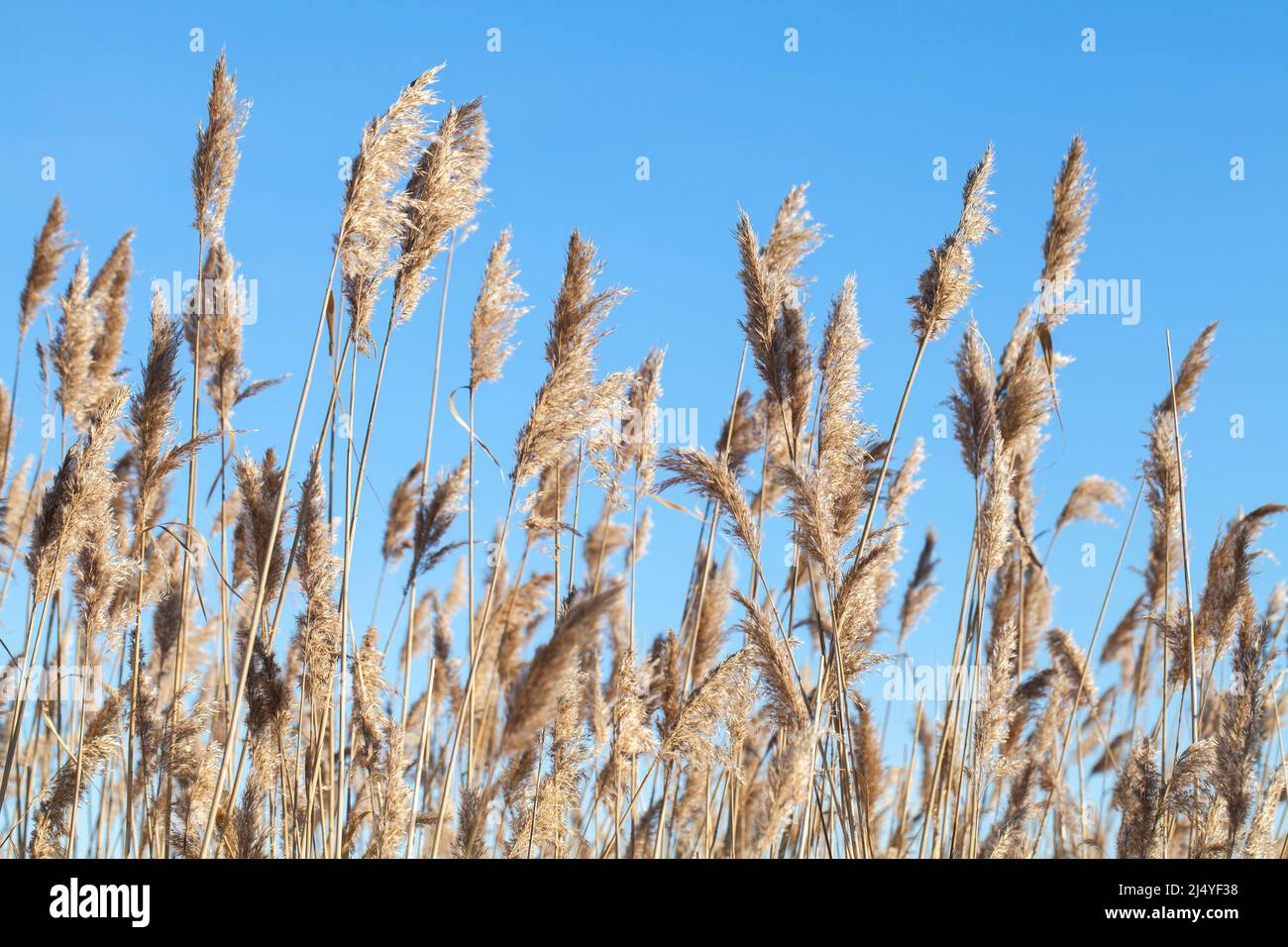 Dry fluffy coastal reed is under blue sky on a sunny winter day ...