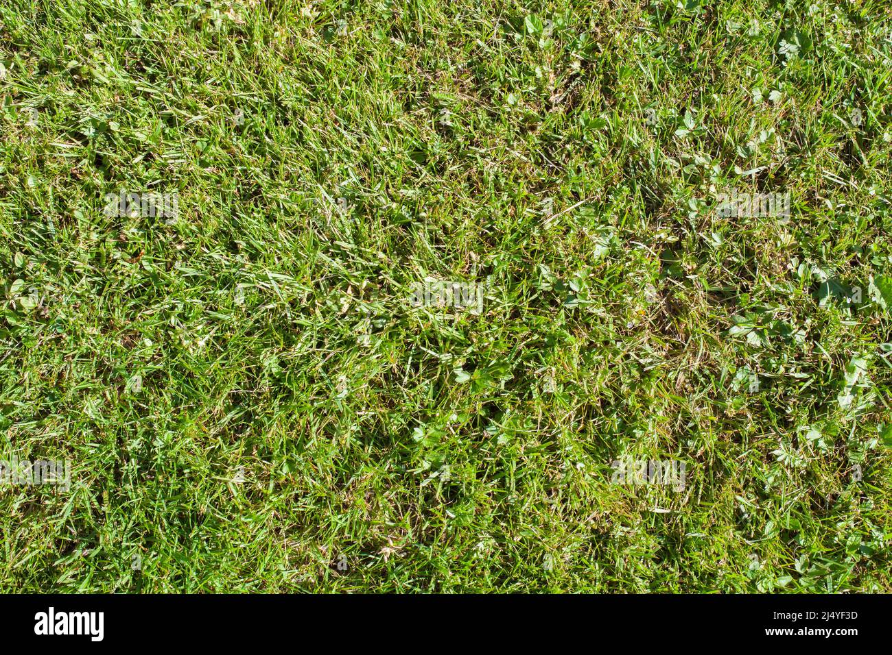 Ground covered with green grass on a sunny summer day, top view ...