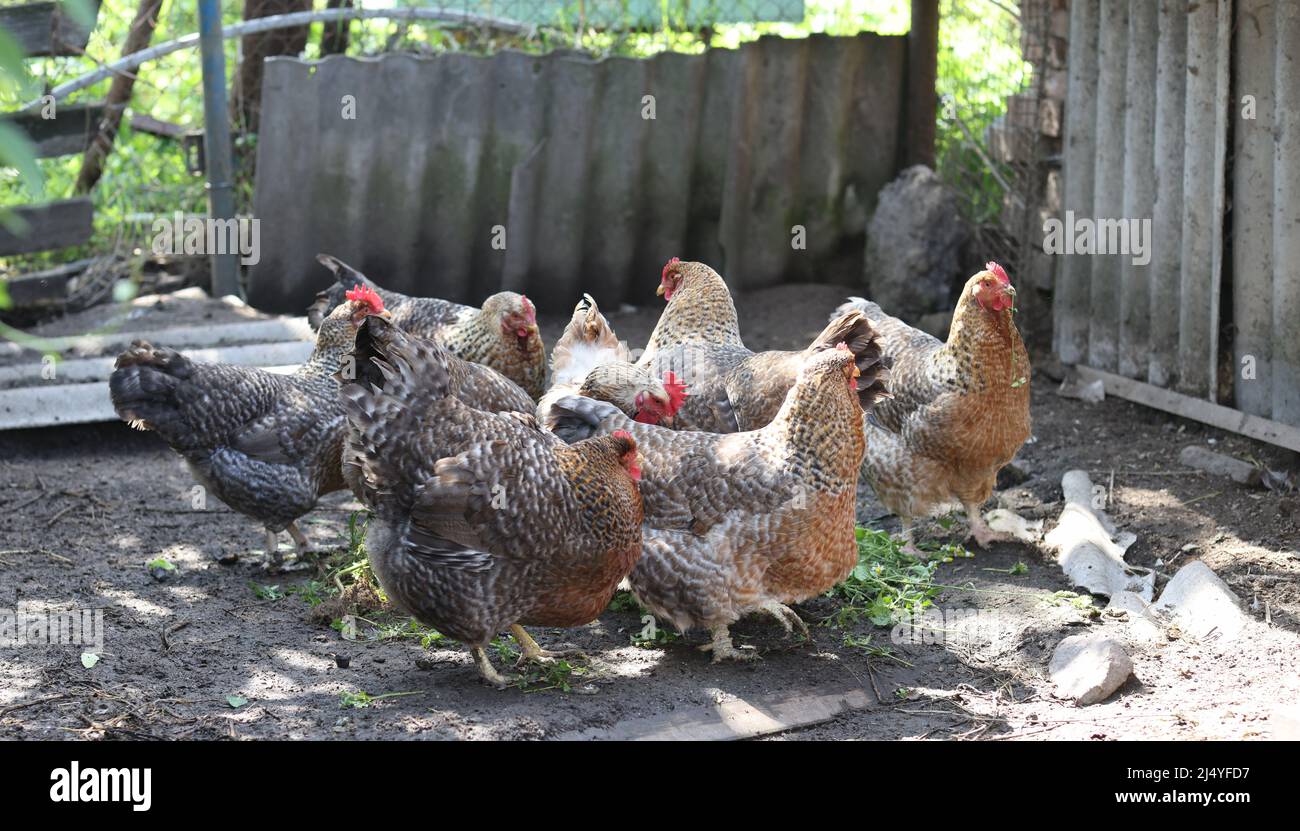 Chicken in poultry farm and natural organic poultry Stock Photo - Alamy