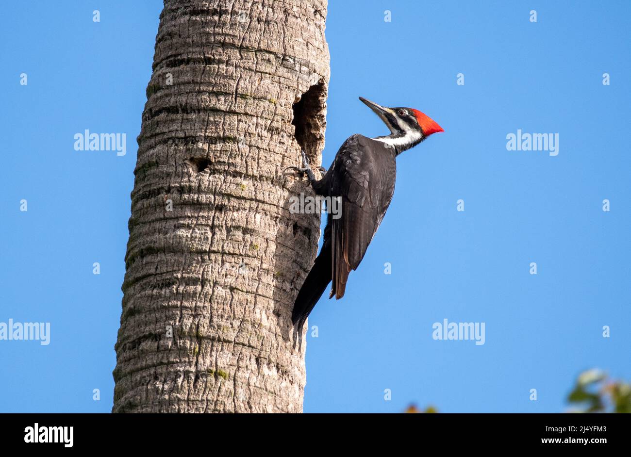 Pileated woodpecker florida bird hi-res stock photography and images ...