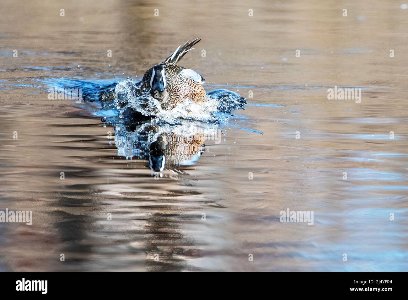 Drake blue-winged teal splashdown on freshwater pond in mid April ...