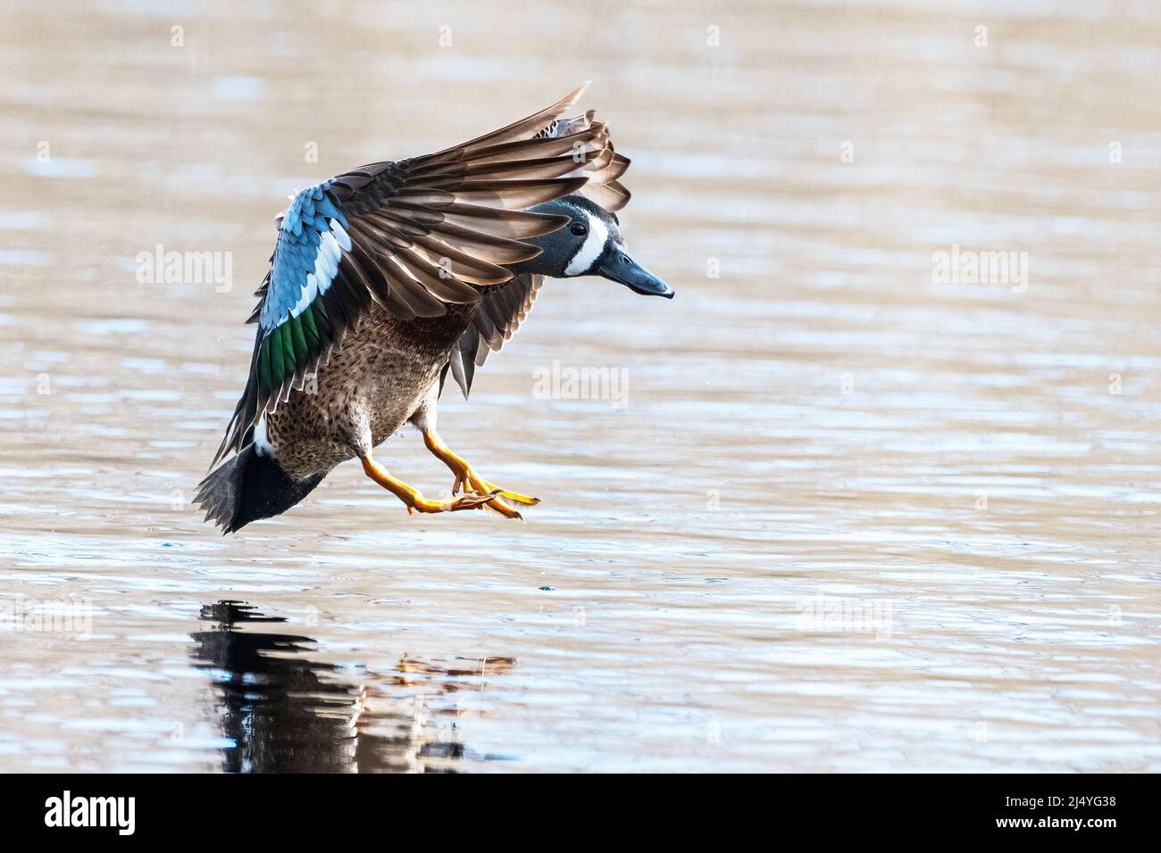 Drake blue-winged teal flight Stock Photo - Alamy
