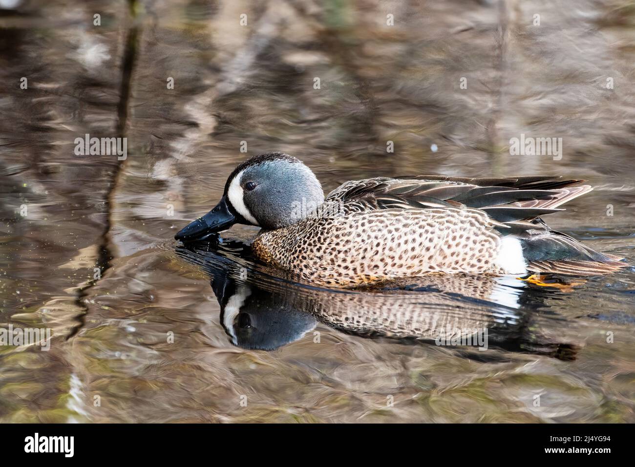 Drake blue-winged teal surface - feeding on freshwater pond in mid ...