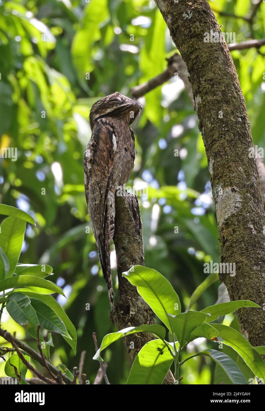 Common Potoo (Nyctibius griseus panamensis) adult roosting on dead snag ...
