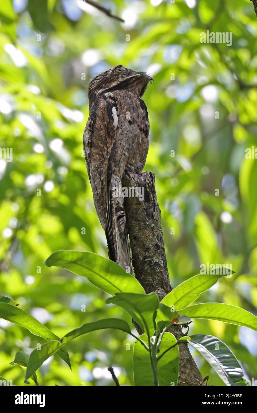Common Potoo (Nyctibius griseus panamensis) adult roosting on dead snag ...