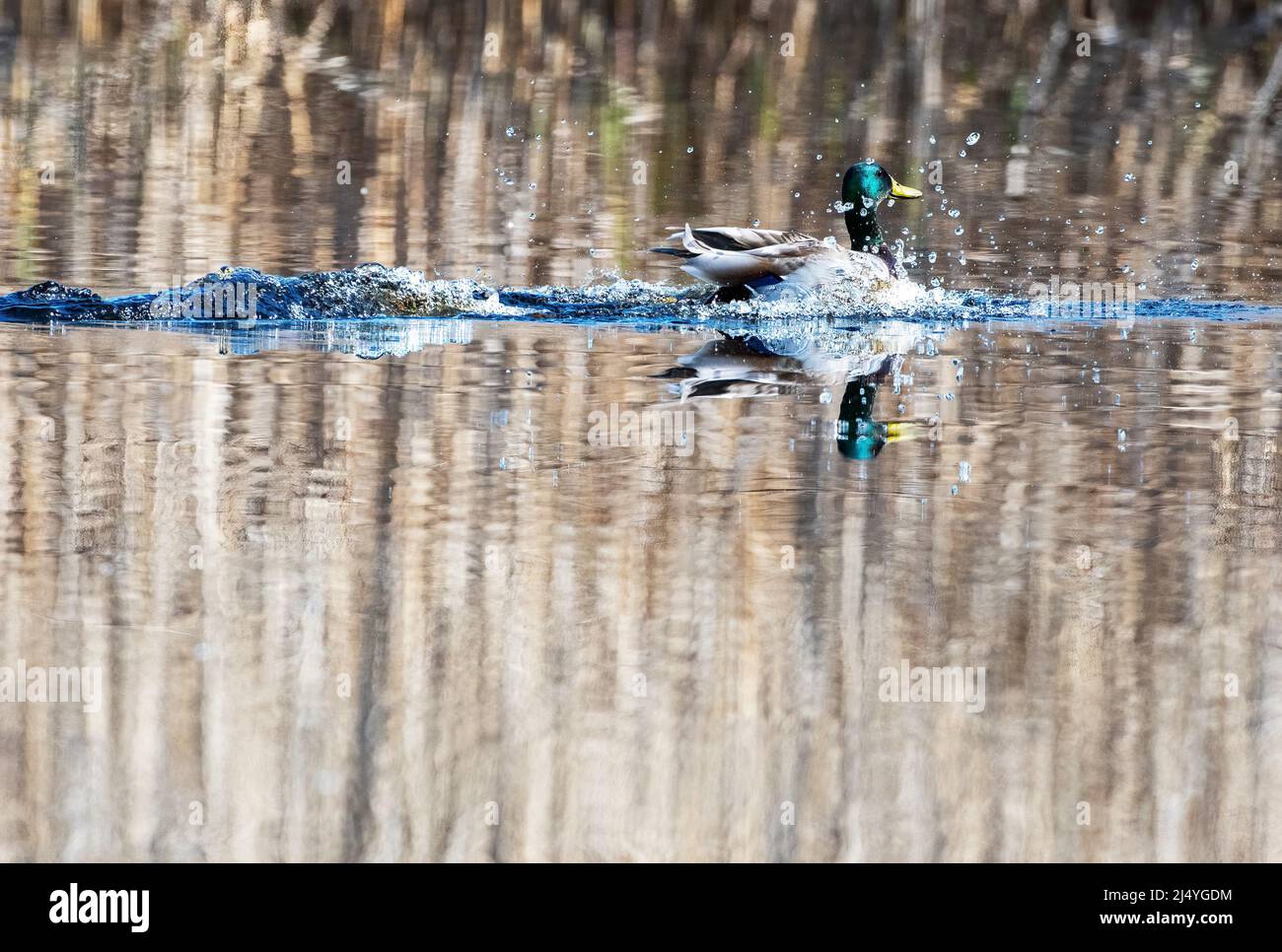 Freshwater pons hi-res stock photography and images - Alamy